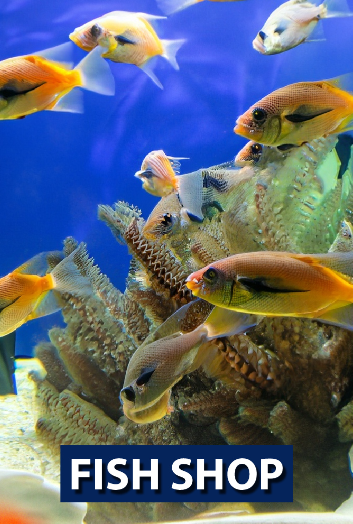 Upto 80% SALE on Pet Food | The Pet Shop | Pet Store | Royal Canin