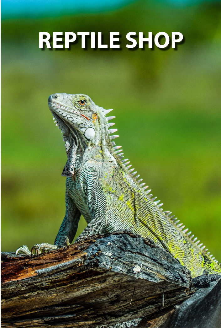 Big Sale on Pet Supplies! Up to 80% Off | Treat Your Pets Today